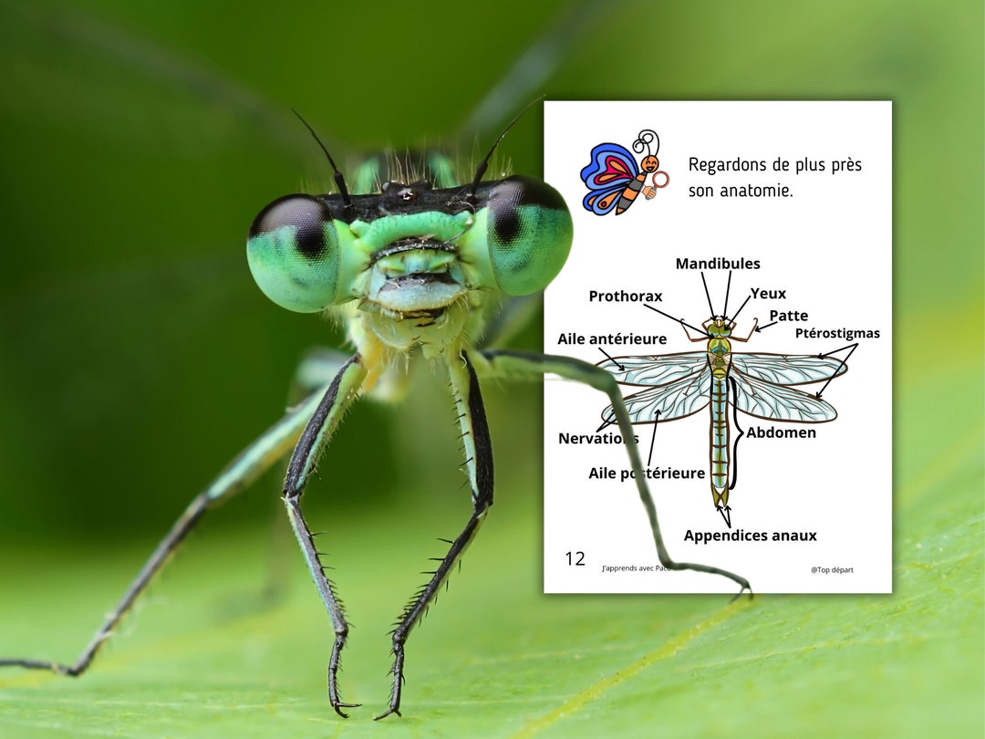Montessori Pack Life Cycle of the Dragonfly 58 Fun Activity Sheets 22 ...