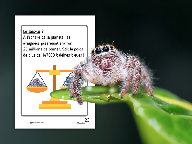 Montessori Life Cycle of the Spider 53 Activity Sheets Cards on the ...