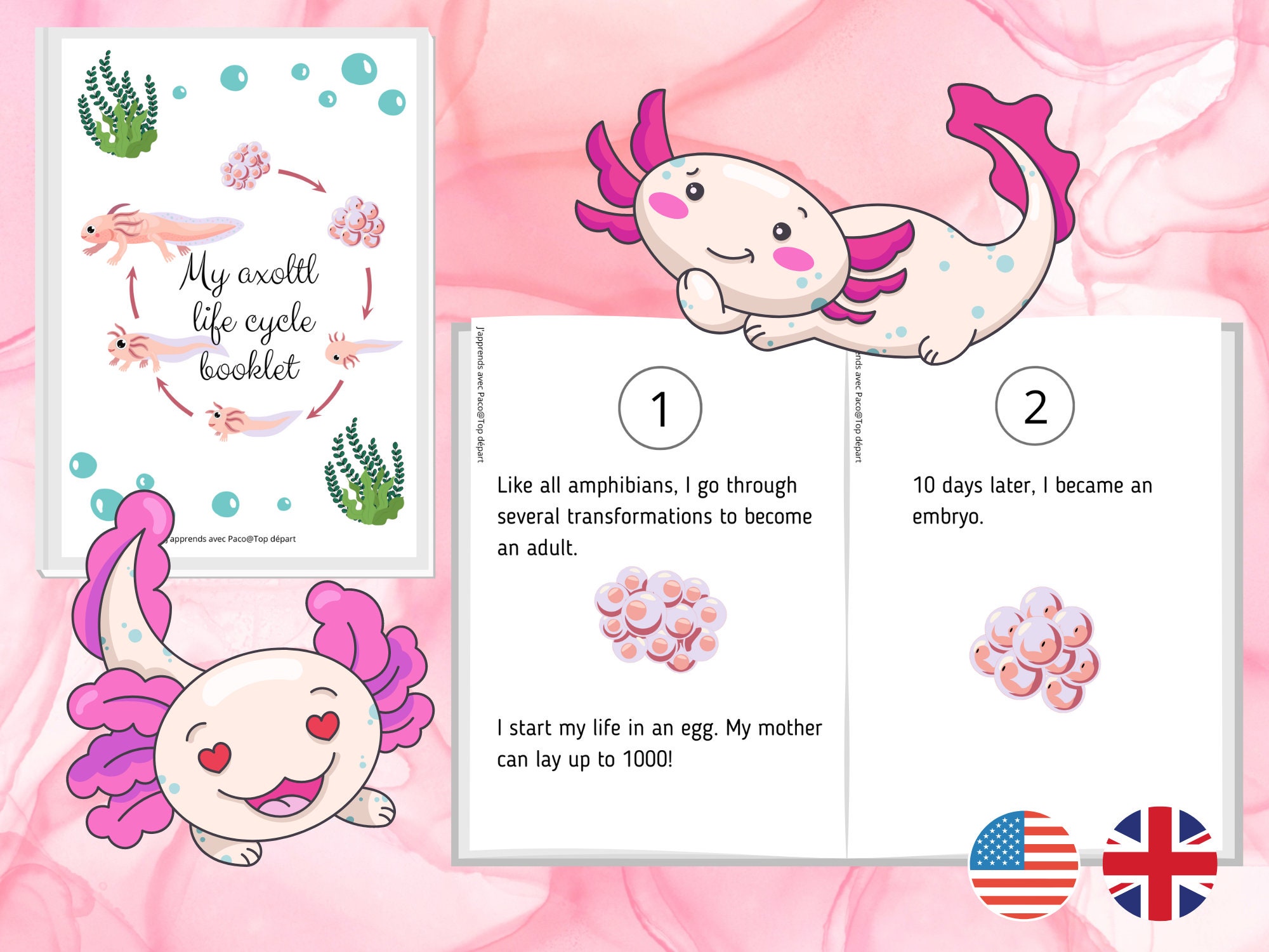 Axolotl Pack of 16 Sheets on the Life Cycle of the Axolotl Study of the ...