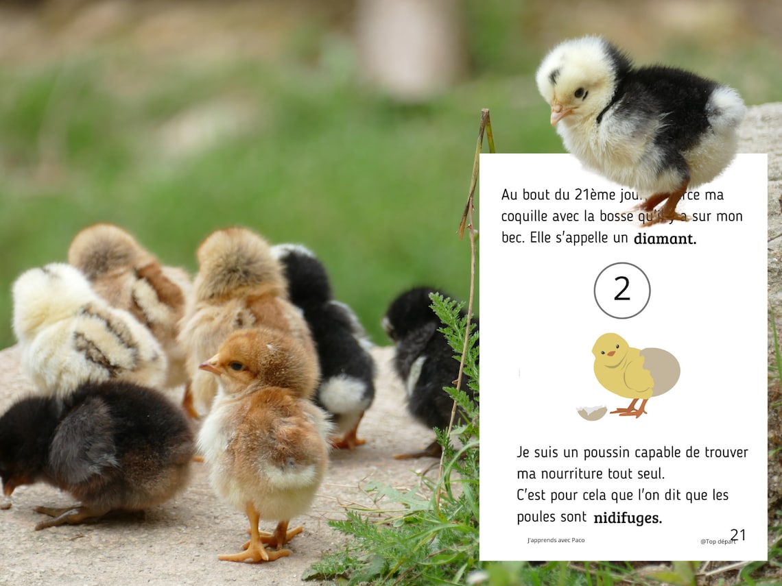 Montessori Cycle de vie de la Poule 57 fiches d'activité avec Pack 36 ...