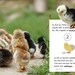 Montessori Cycle de vie de la Poule 57 fiches d'activité avec Pack 36 ...