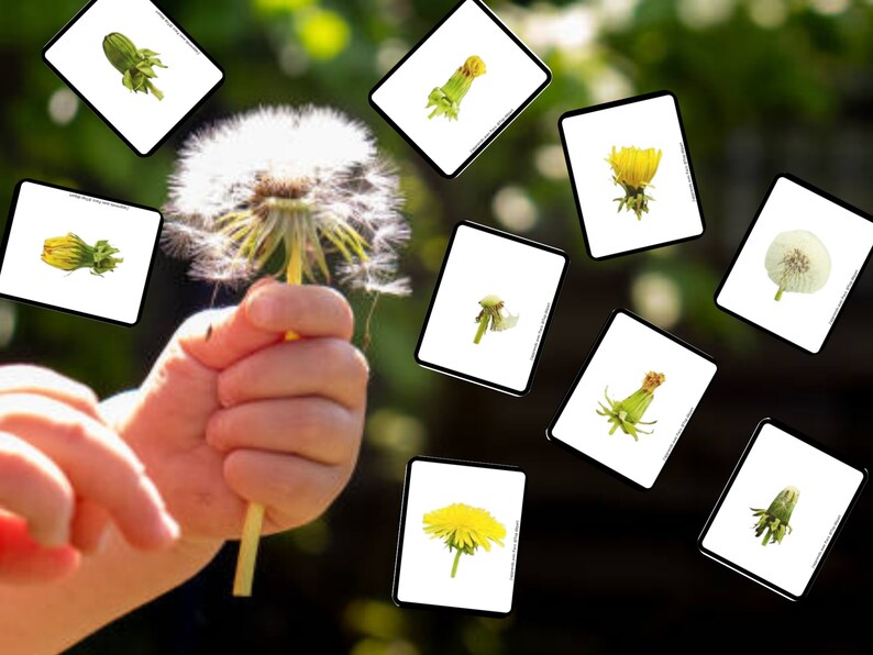 Montessori Mega Pack 161 Activity Sheets Dandelion Tomato Sunflower ...