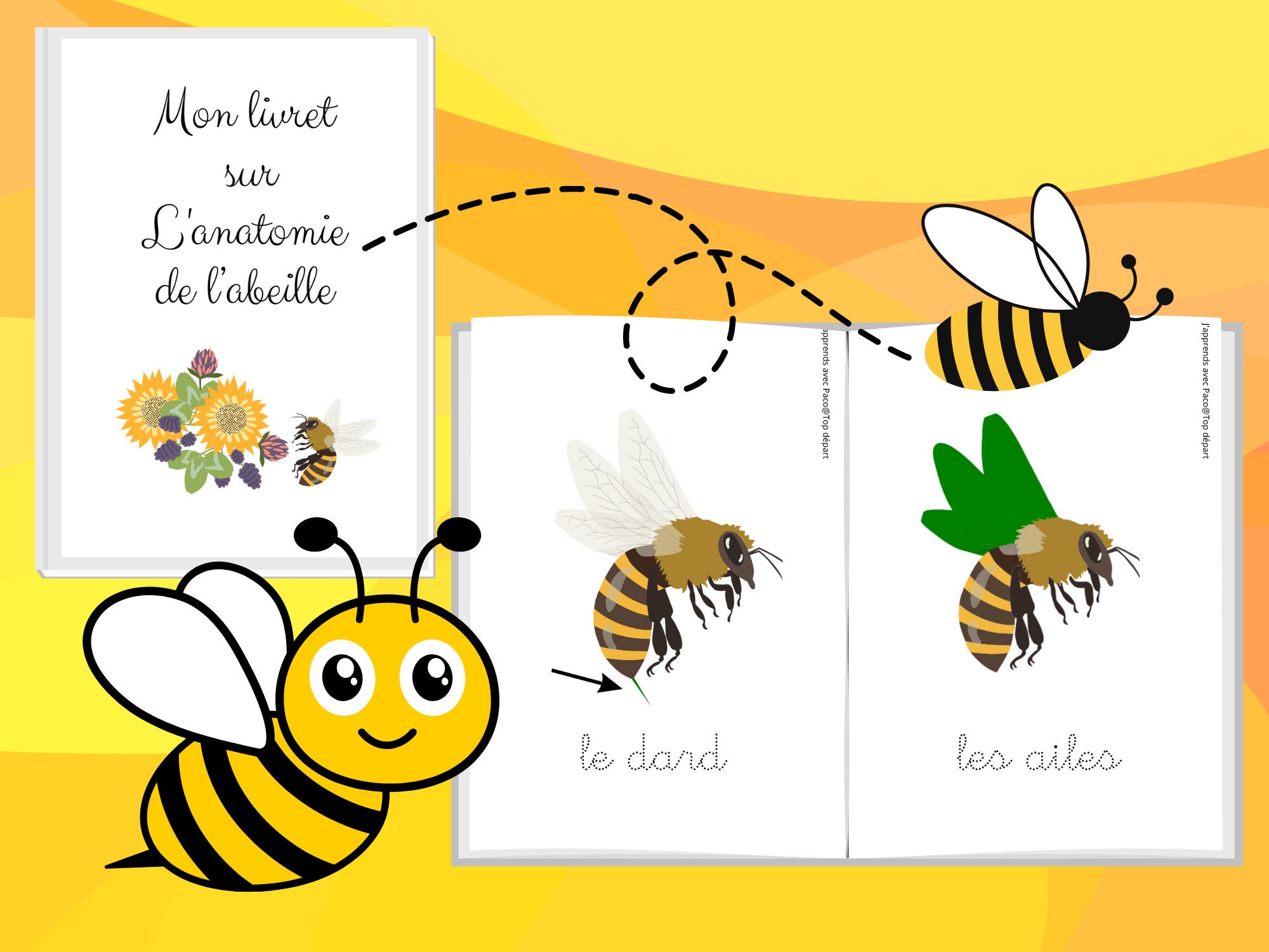 Montessori Super Pack Life Cycle of the Bee + File Different Parts of a ...