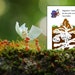 Montessori Super Pack Ant Life Cycle Activity Booklet 70 Pages + 24 Ant ...