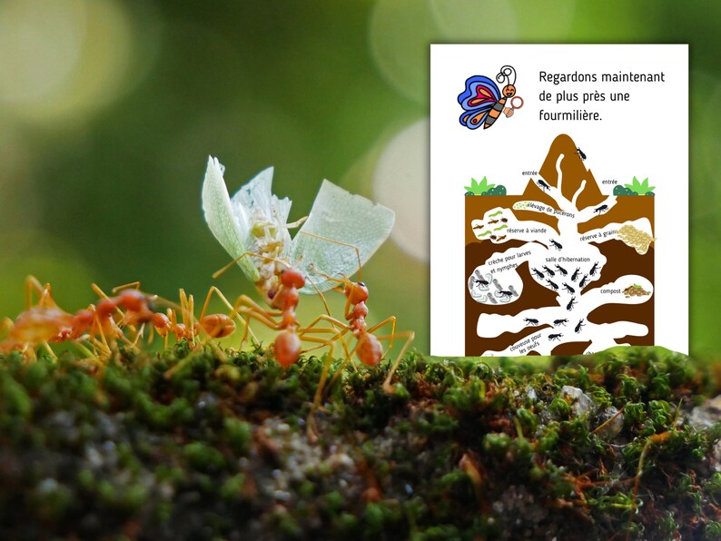 Montessori Super Pack Ant Life Cycle Activity Booklet 70 Pages + 24 Ant ...