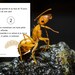 Montessori Super Pack Ant Life Cycle Activity Booklet 70 Pages + 24 Ant ...