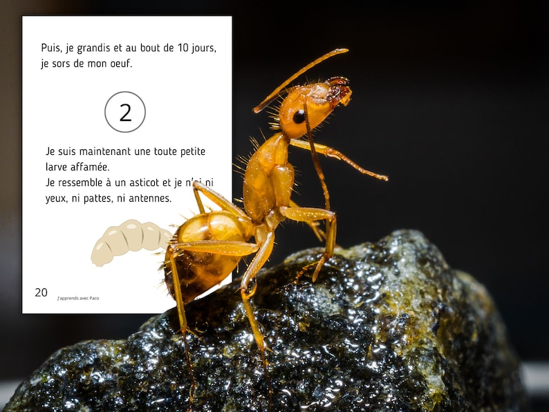 Montessori Super Pack Ant Life Cycle Activity Booklet 70 Pages + 24 Ant ...