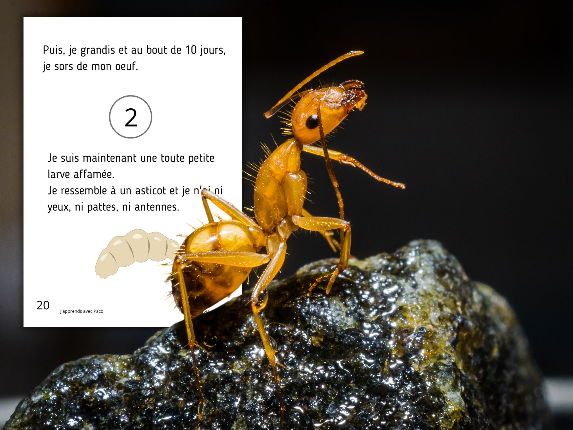 Montessori Super Pack Ant Life Cycle Activity Booklet 70 Pages + 24 Ant ...