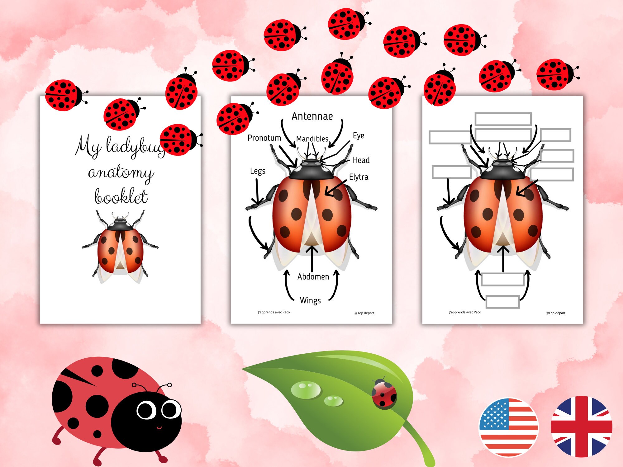 Ladybug Sheets on the Anatomy of the Ladybug and Booklet to Make - Etsy