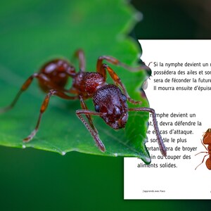 Montessori Super Pack Ant Life Cycle Activity Booklet 70 Pages + 24 Ant ...