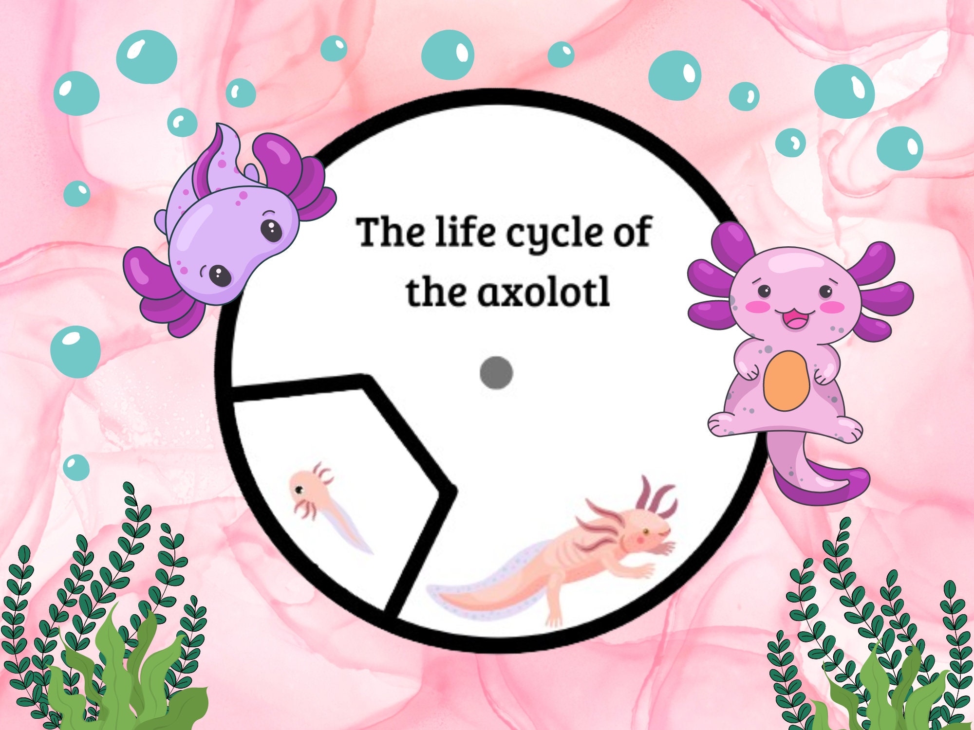 Axolotl Pack of 16 Sheets on the Life Cycle of the Axolotl Study of the ...
