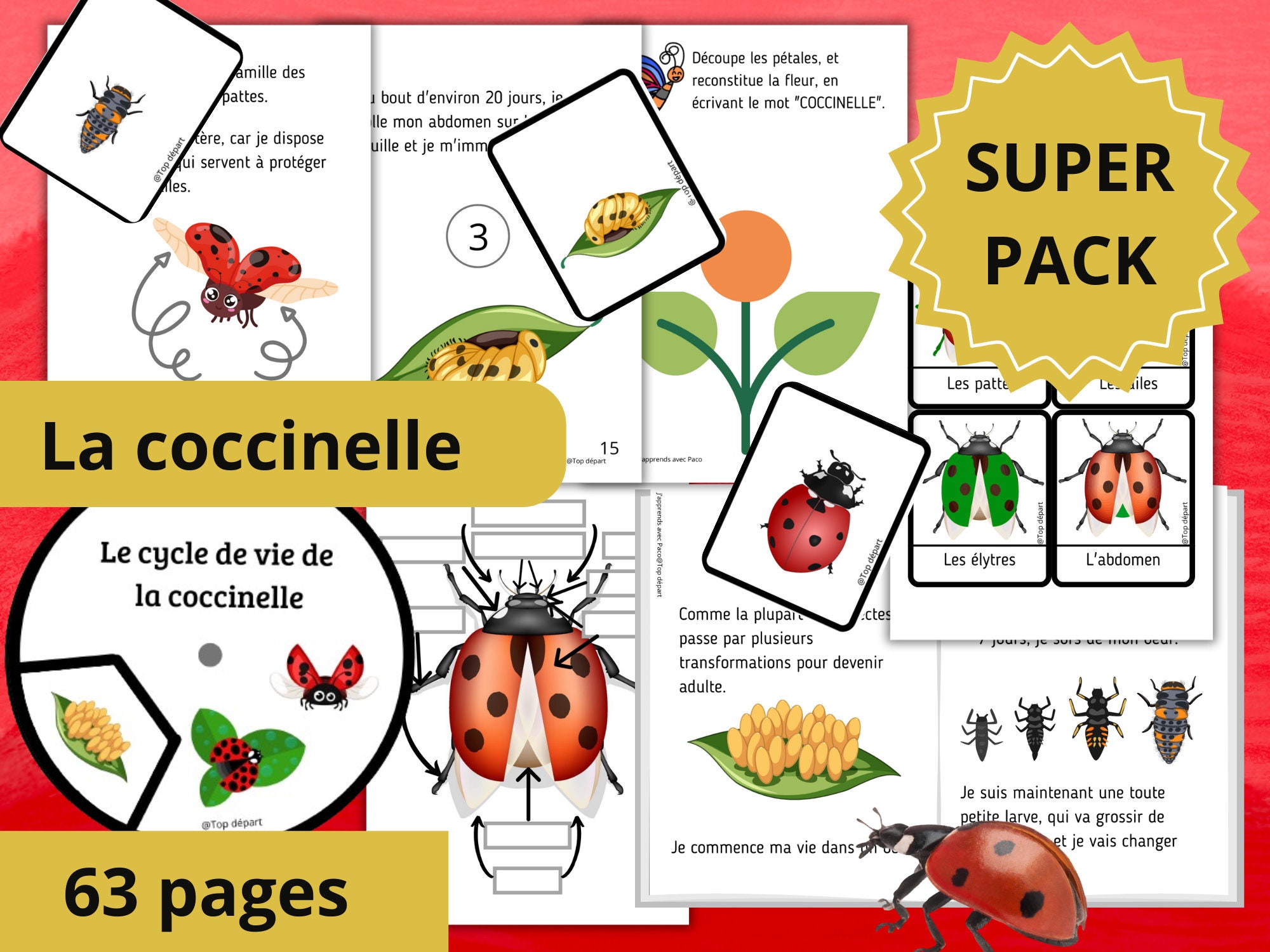 Montessori Super pack Découverte de la Coccinelle + Fichier Cycle de ...