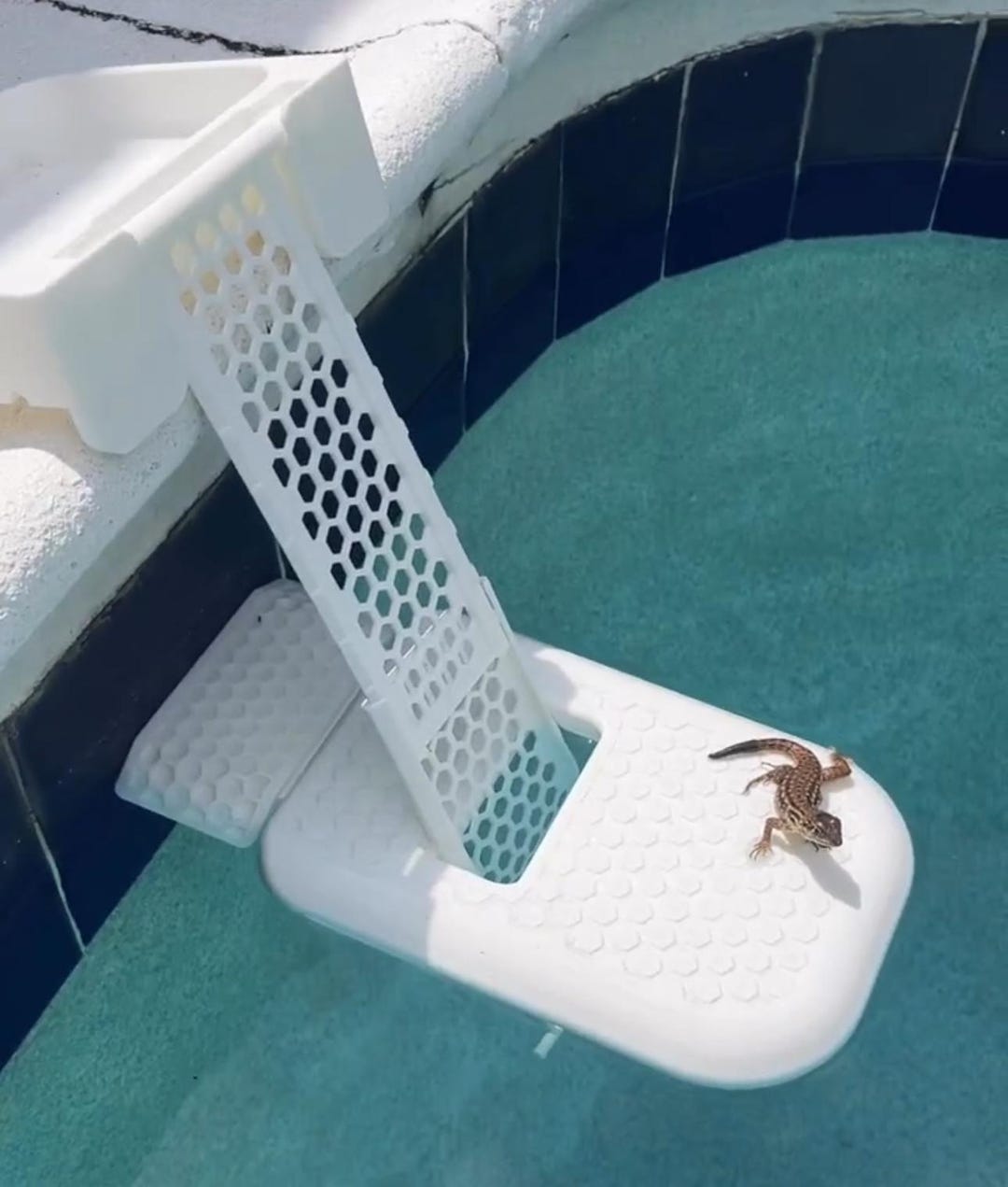 Frod Pool Ramp (frog) - Etsy
