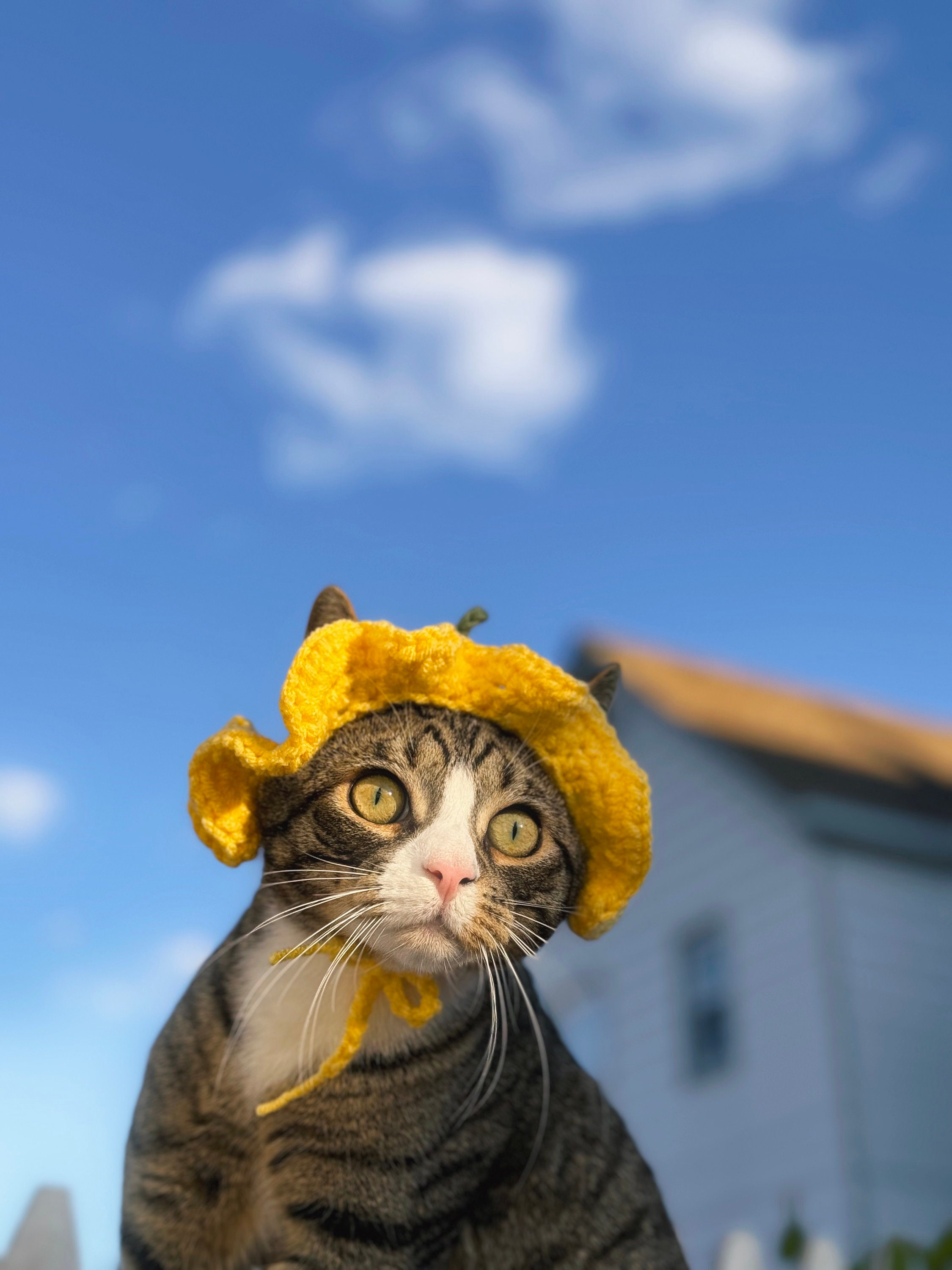 Handcrafted Crochet Lemon Cat Hat for Furry Friend - Etsy