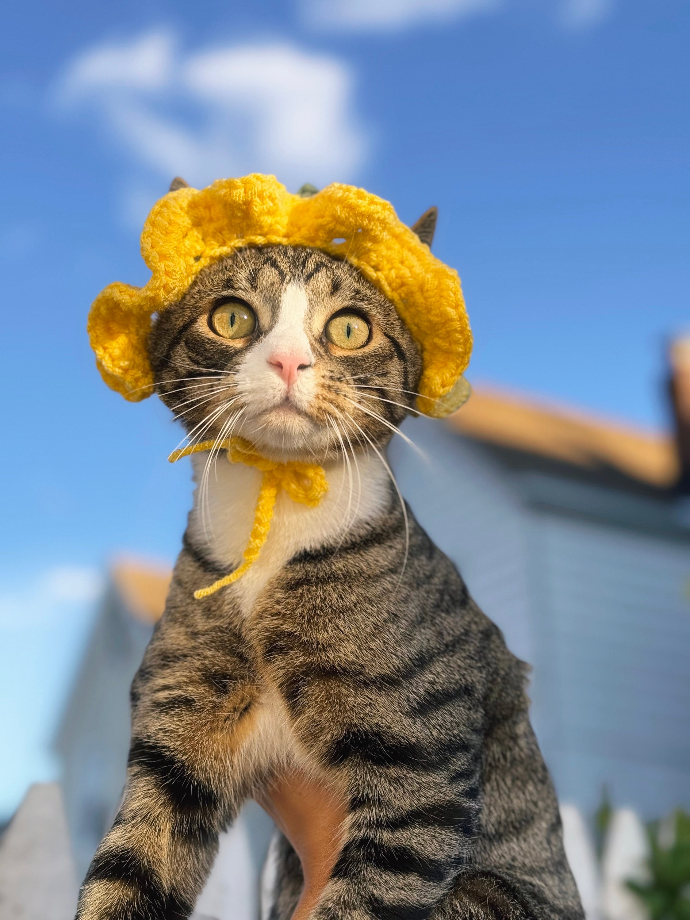 Handcrafted Crochet Lemon Cat Hat for Furry Friend - Etsy