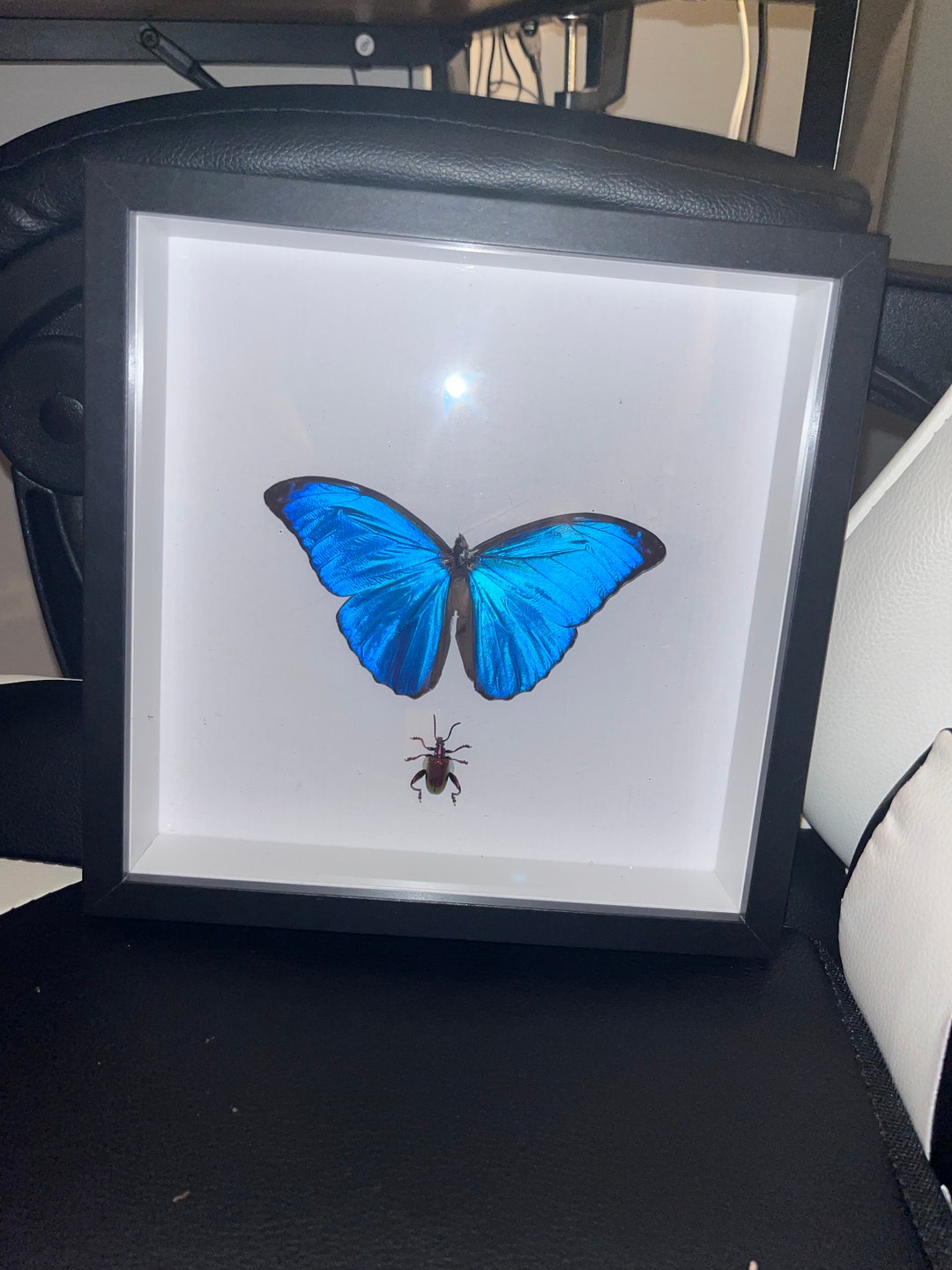Blue Morpho Frog Beetle Shadow Box - Etsy