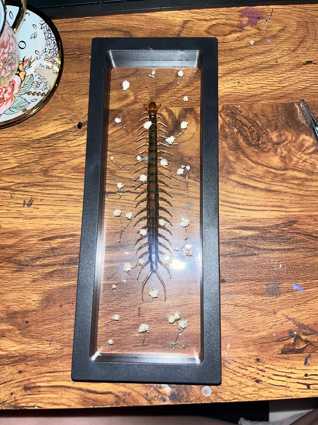Centipede Picture Frame - Etsy