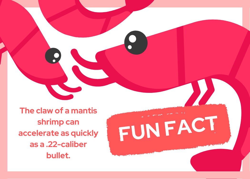 20 Printable Lunch Box Notes, Fun Facts, Animals - Etsy