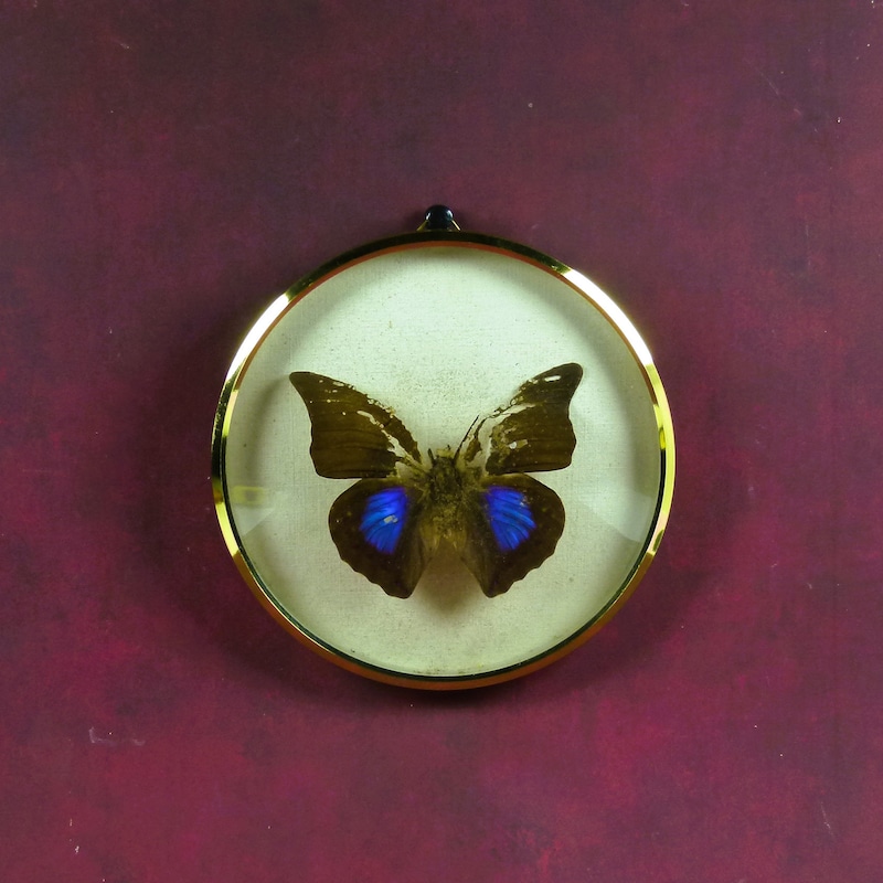 Peruvian Butterflies - Etsy