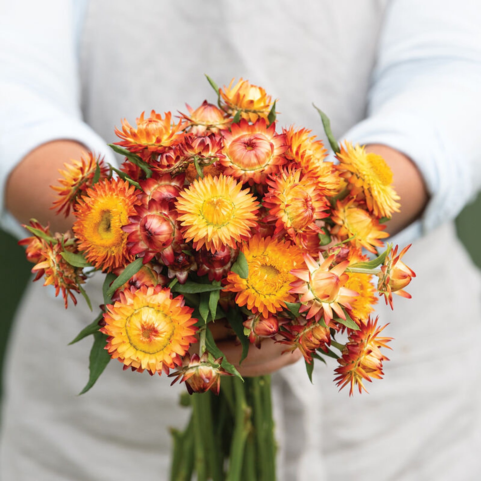 King Size Orange Strawflower Seed Summer Flowers Grown Your Own Garden ...