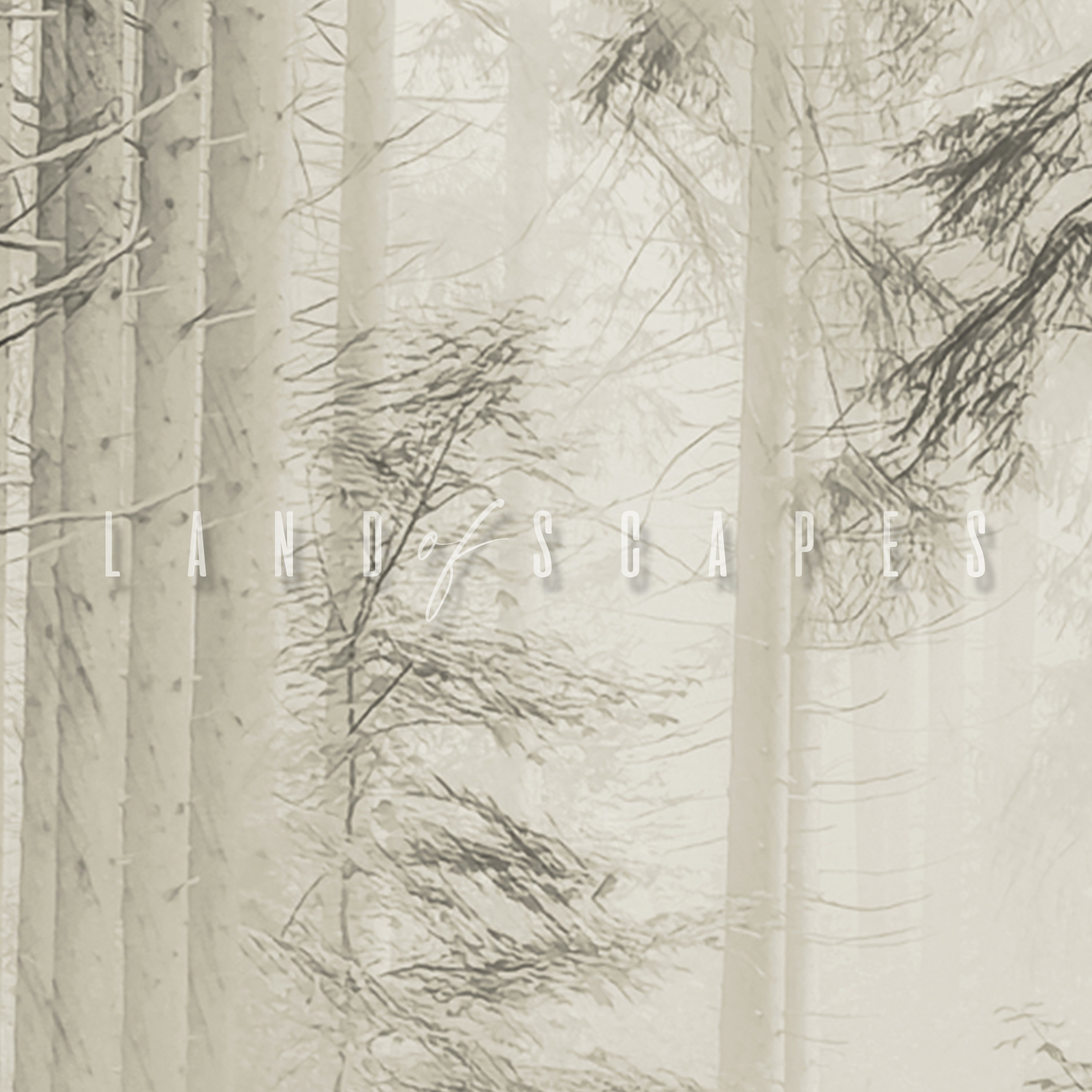 Vintage Tree and Trail Through Art Classic Simply Beautiful Forest ...