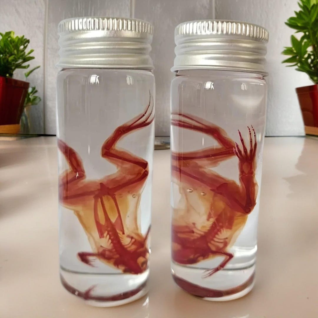 Real Frog Specimens, Real Animal Specimens, Snake Specimens, Vintage ...