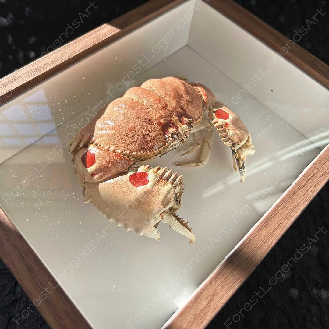 Real Crab Specimens, Real Animal Specimens, Insect Specimens, Vintage ...