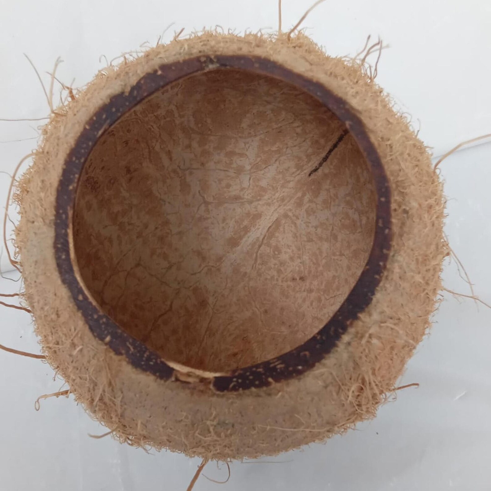 Natural Coconut Shell for Flower Vases, Containers, Home Decor, DIY ...