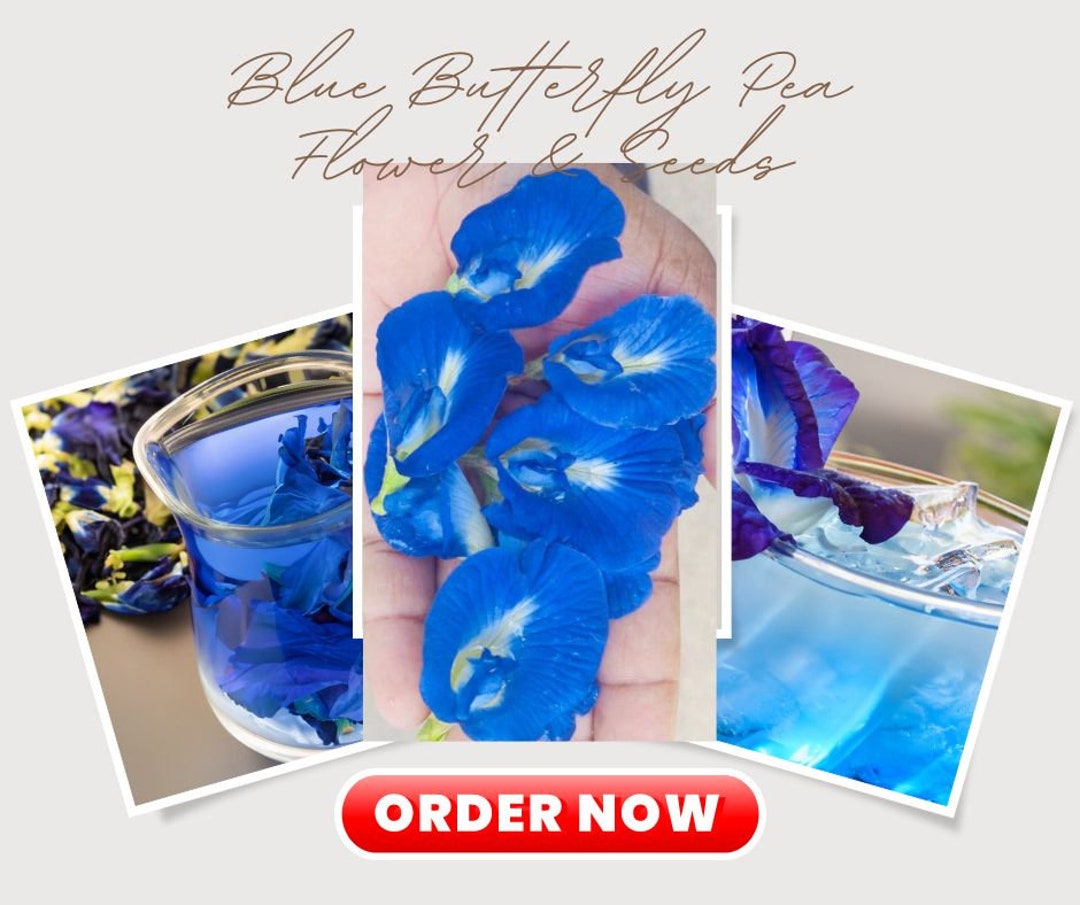 Blue Butterfly Pea Flowers: Edible Flowers for Tea, Crafts, and ...