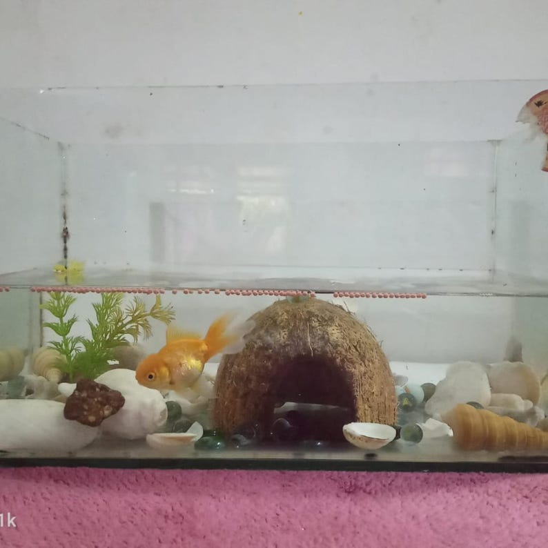 Natural Aquarium Decoration Coconut Shell Half for Fish, Shrimp Hiding ...