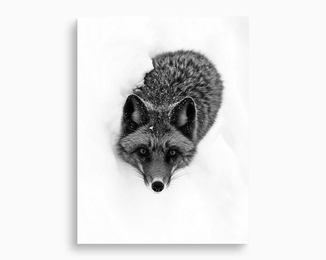 Overhead View of an Arctic Fox in a Snowy Landscape, Captured in Black ...