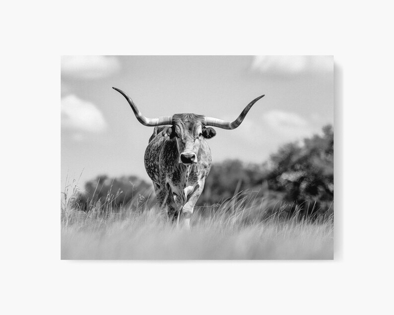 Texas Longhorn Portrait: Black and White Fine Art Photography (digital ...