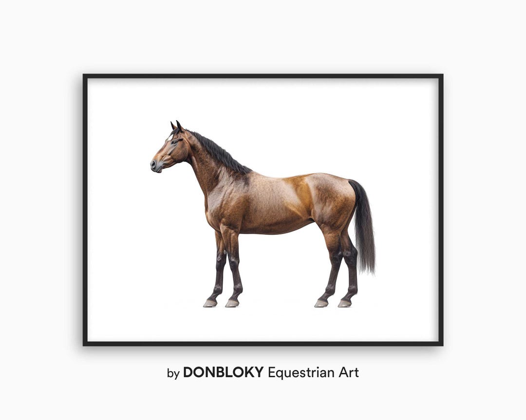 A Criollo Horse Stands Proudly, Showcasing Its Strength and Elegance in ...