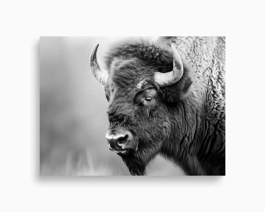 American Bison Portrait Animal Photo Art Print Fine Art Photography ...