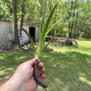 2 Freshly Dug Aloe Vera Plant aloe Officinalis With Roots - Etsy