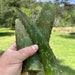 2 Freshly Dug Aloe Vera Plant aloe Officinalis With Roots - Etsy