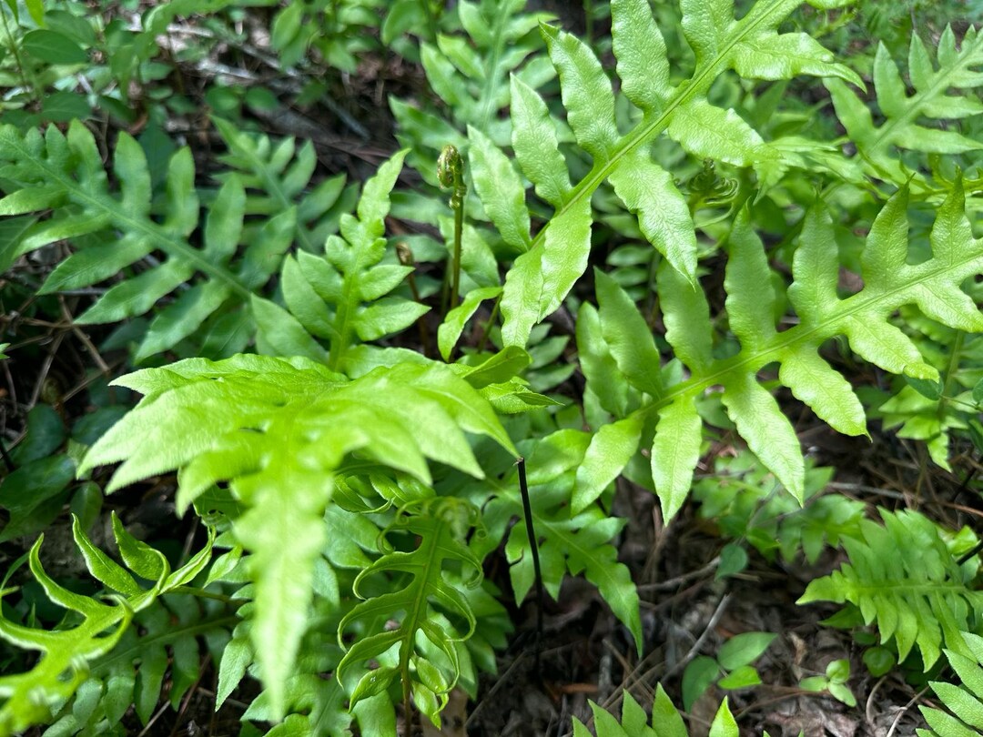 3 Netted Chainfern Plants woodwardia Areolata Freshly Dug With Root ...