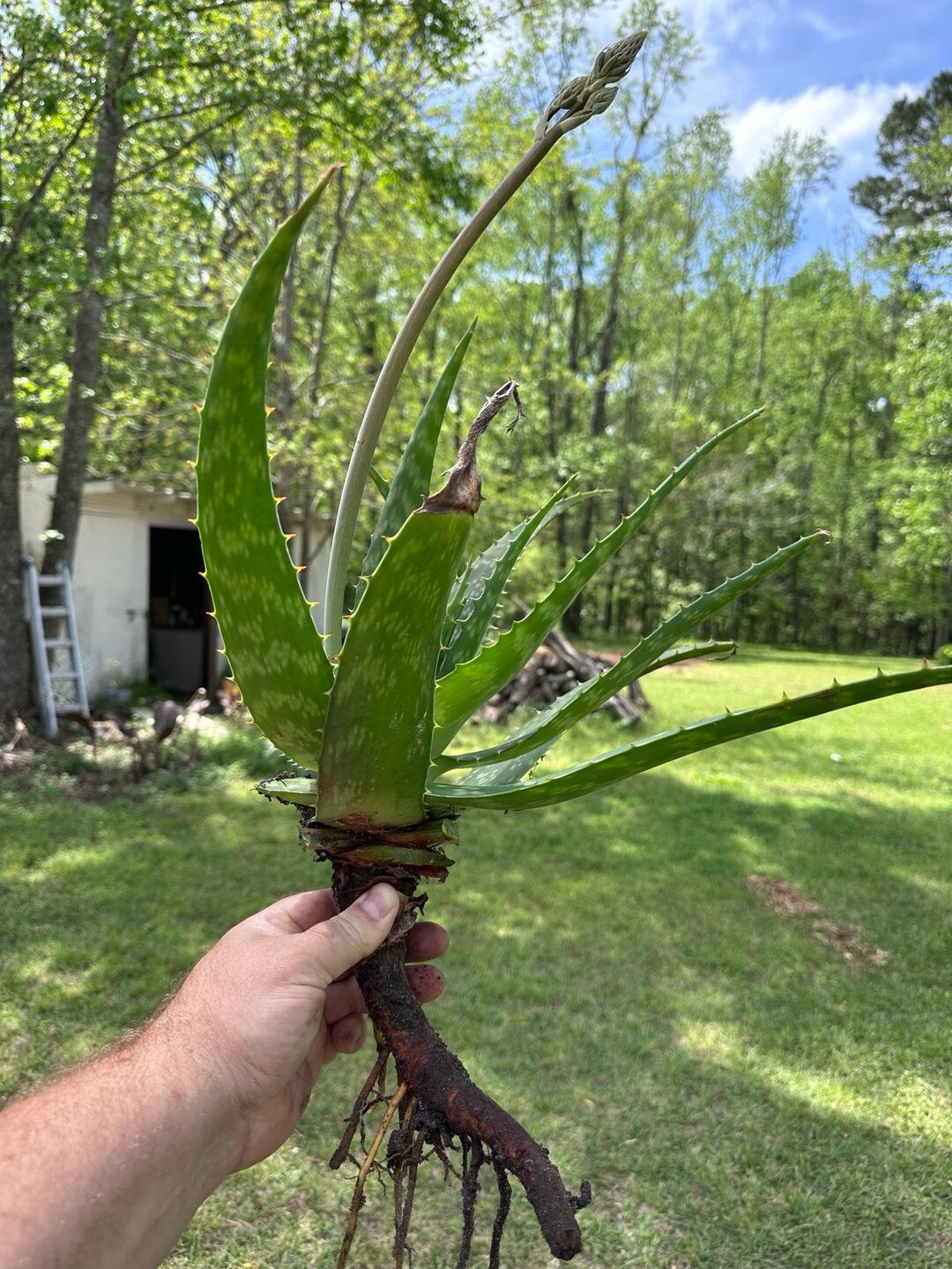 2 Freshly Dug Aloe Vera Plant aloe Officinalis With Roots - Etsy