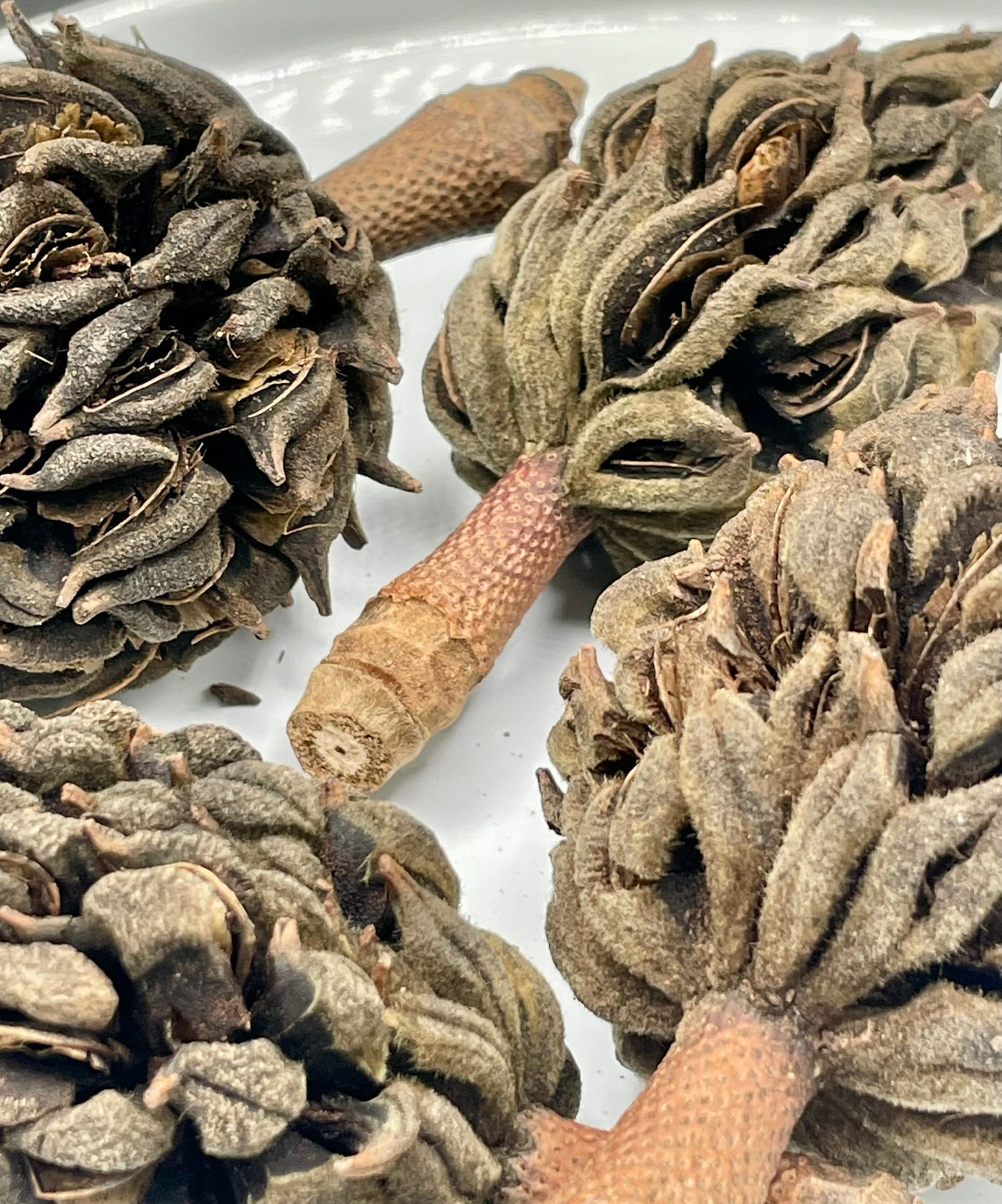 SOUTHERN MAGNOLIA Tree Pods, Cones, Botanicals, Natural Crafts, Wreaths ...