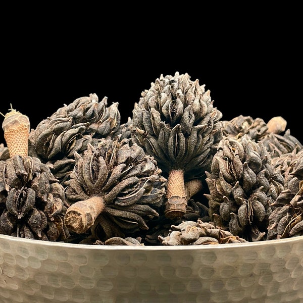 Magnolia Cones - Etsy