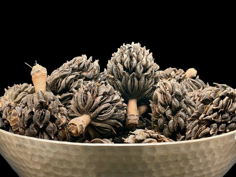 SOUTHERN MAGNOLIA Tree Pods, Cones, Botanicals, Natural Crafts, Wreaths ...