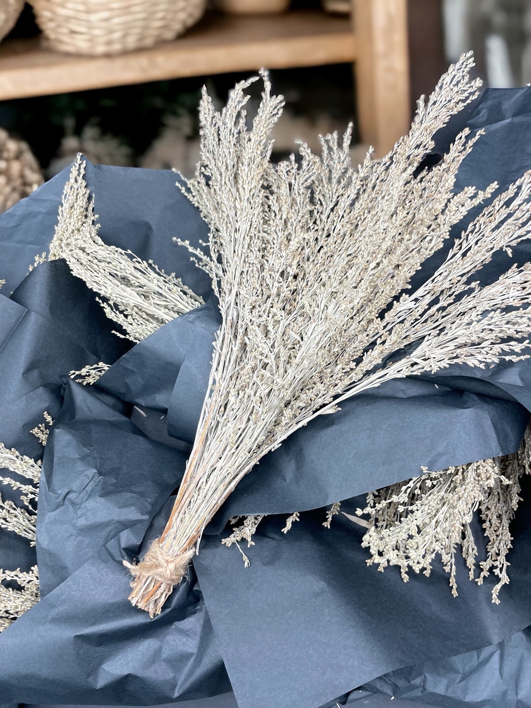 COLORADO FRINGED SAGE / Artemisia Frigida / Prairie Sagewort / Dried ...