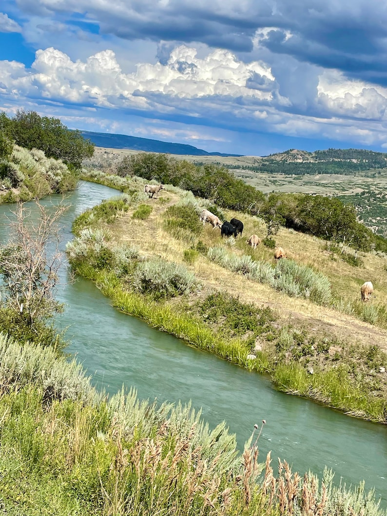 COLORADO FRINGED SAGE / Artemisia Frigida / Prairie Sagewort / Dried ...