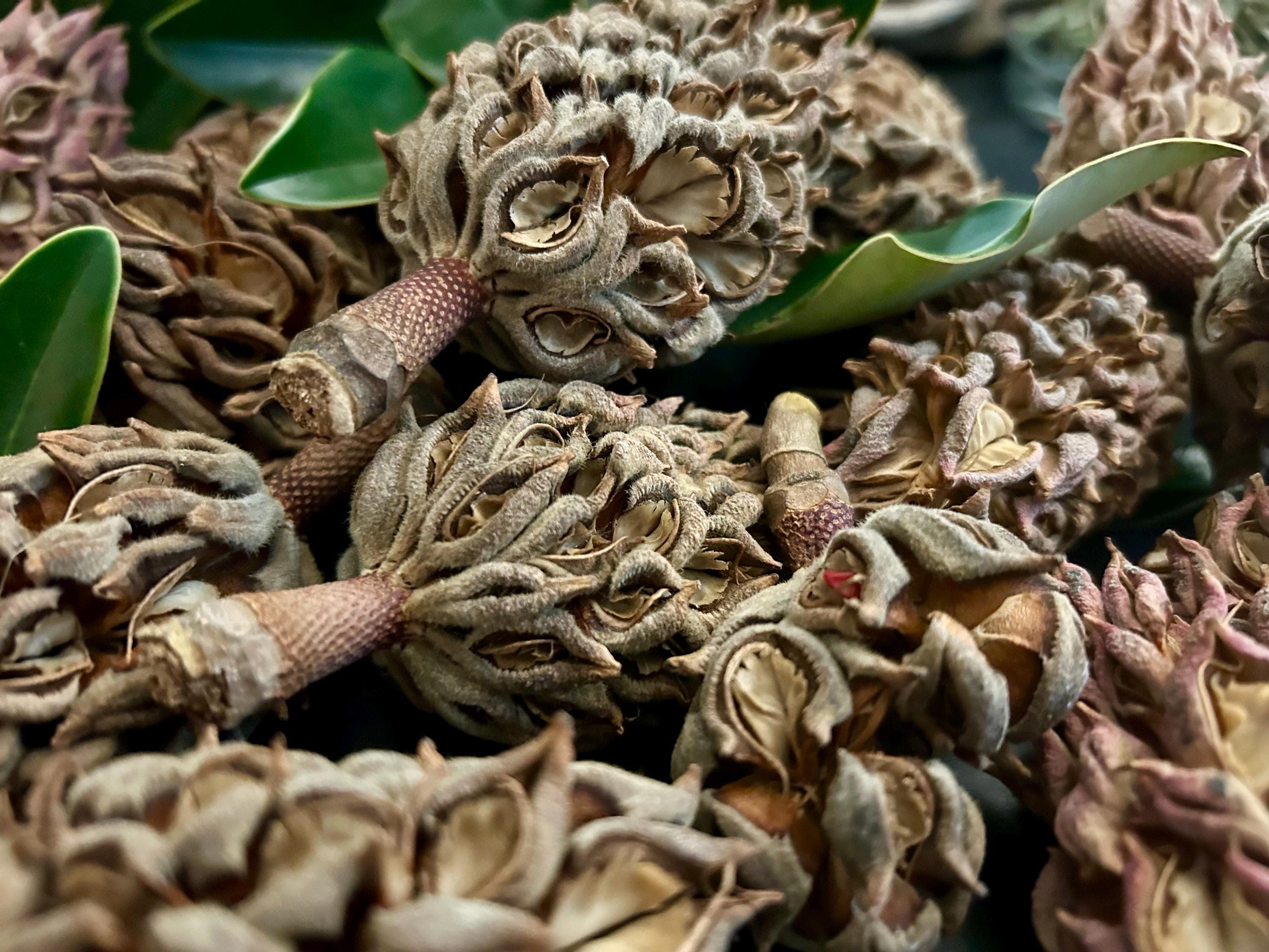 FRESH PICKED Southern Magnolia Tree Pods, New Harvest Cones, Botanicals ...