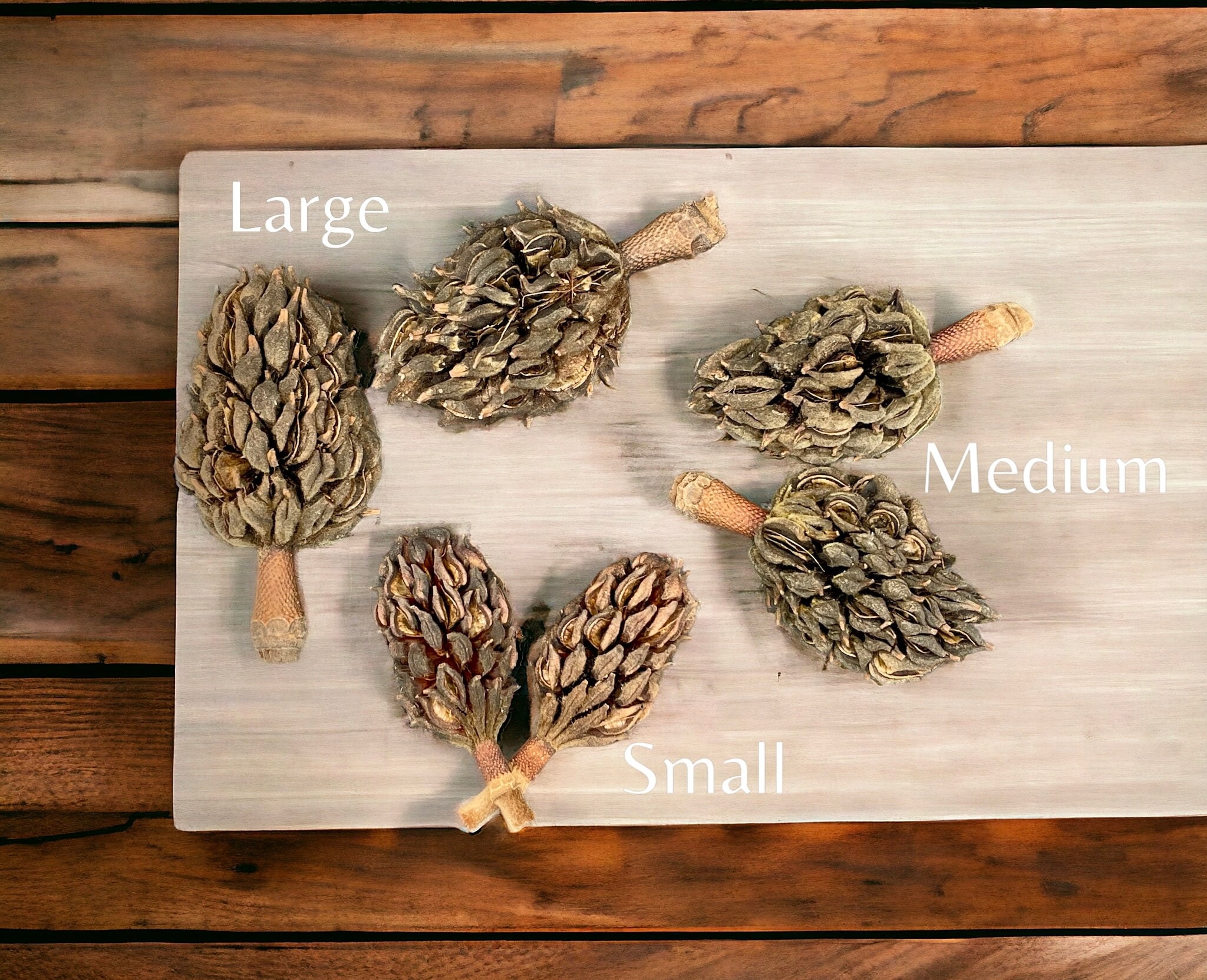 SOUTHERN MAGNOLIA Tree Pods, Cones, Botanicals, Natural Crafts, Wreaths ...