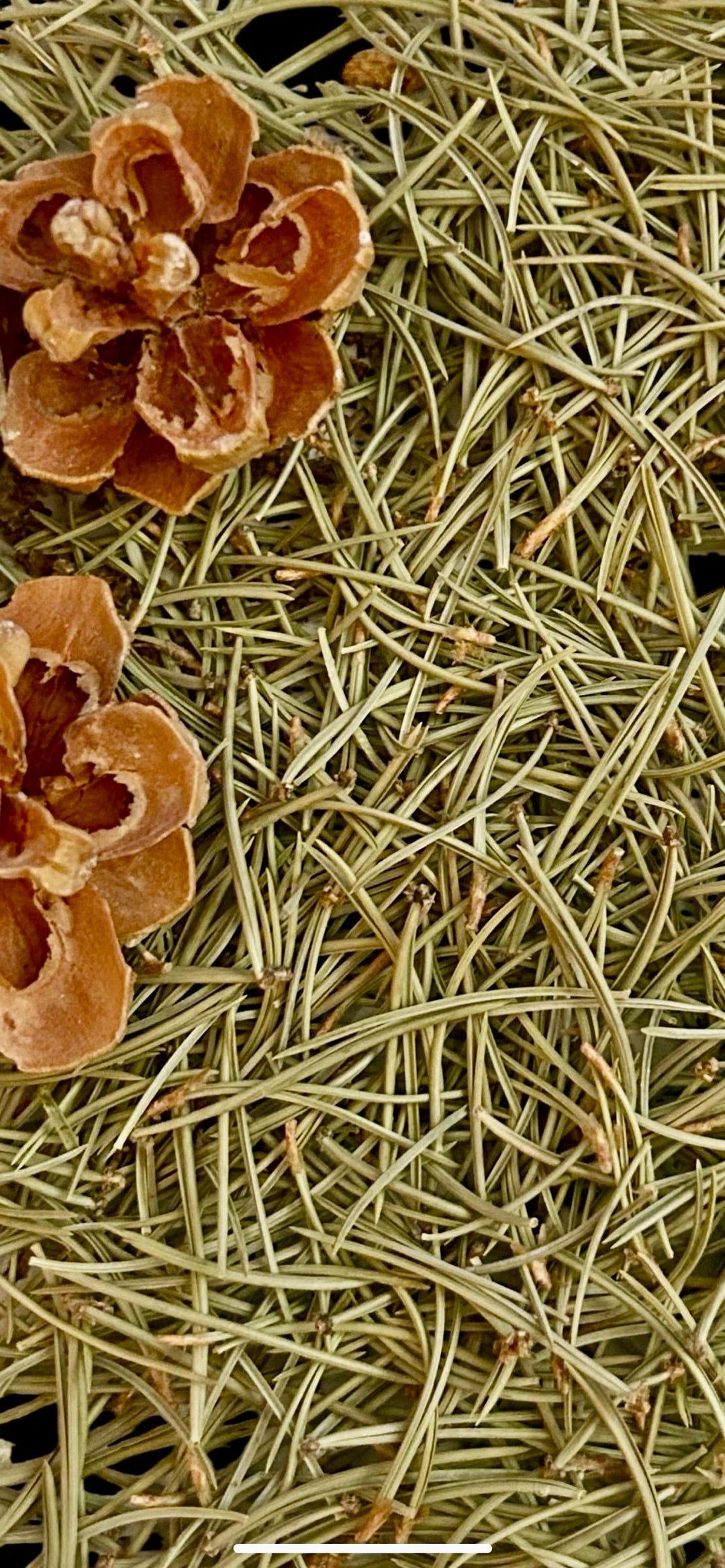 PINYON - PINON - Piñon NEEDLES. Wreaths | Natural Holiday Gifts ...