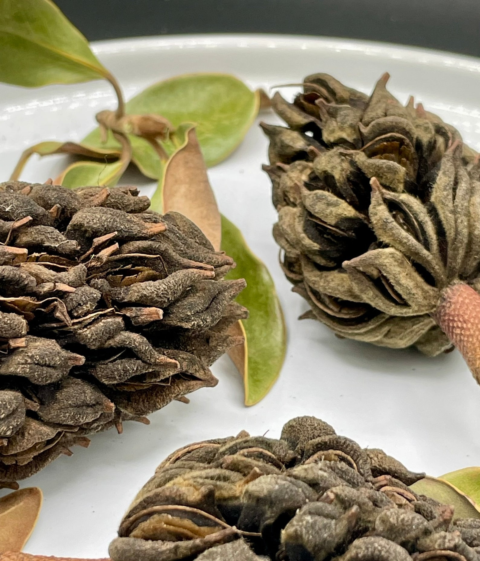 SOUTHERN MAGNOLIA Tree Pods, Cones, Botanicals, Natural Crafts, Wreaths ...