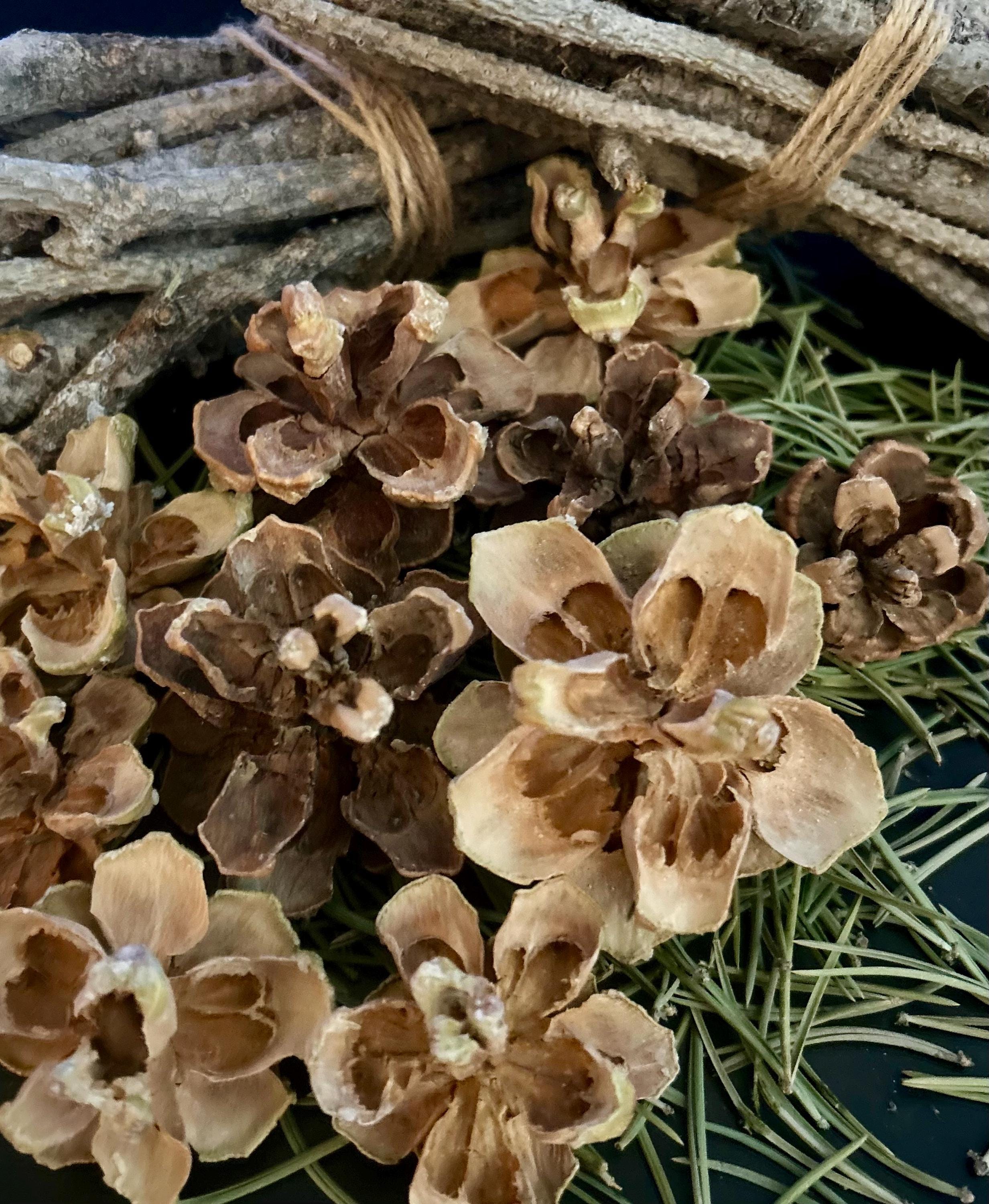 Colorado Piñon Pinecones: Natural Holiday Wreath Supplies - Etsy