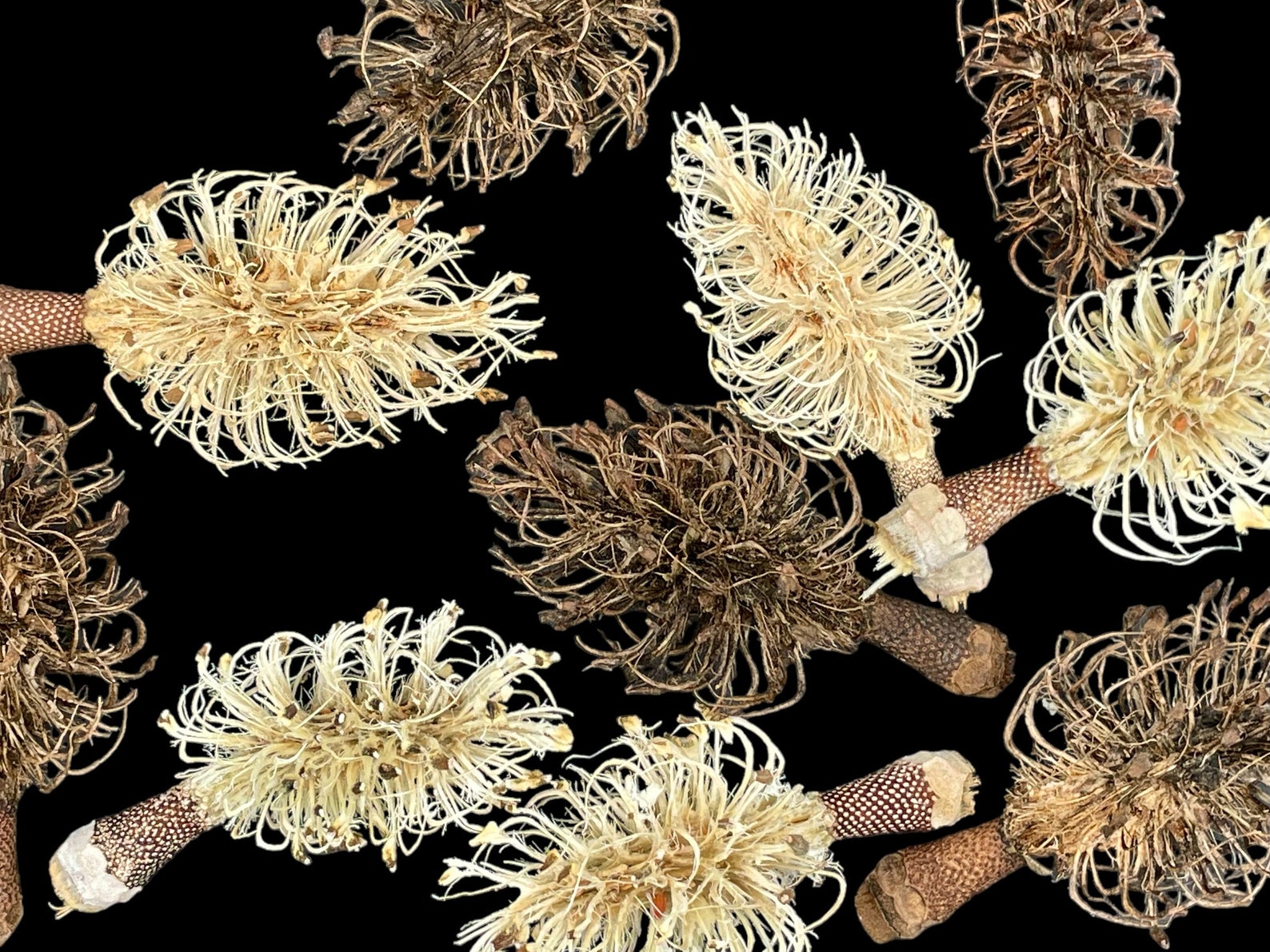 MAGNOLIA POD Skeletons, Cones, Botanicals, Natural Crafts, Wreaths ...