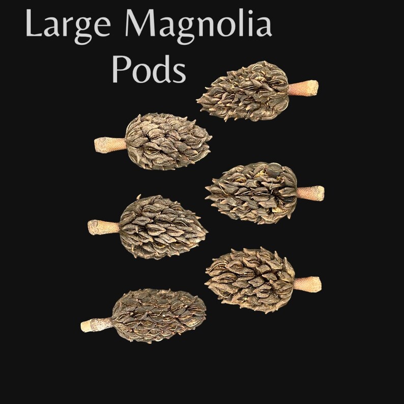 SOUTHERN MAGNOLIA Tree Pods, Cones, Botanicals, Natural Crafts, Wreaths ...